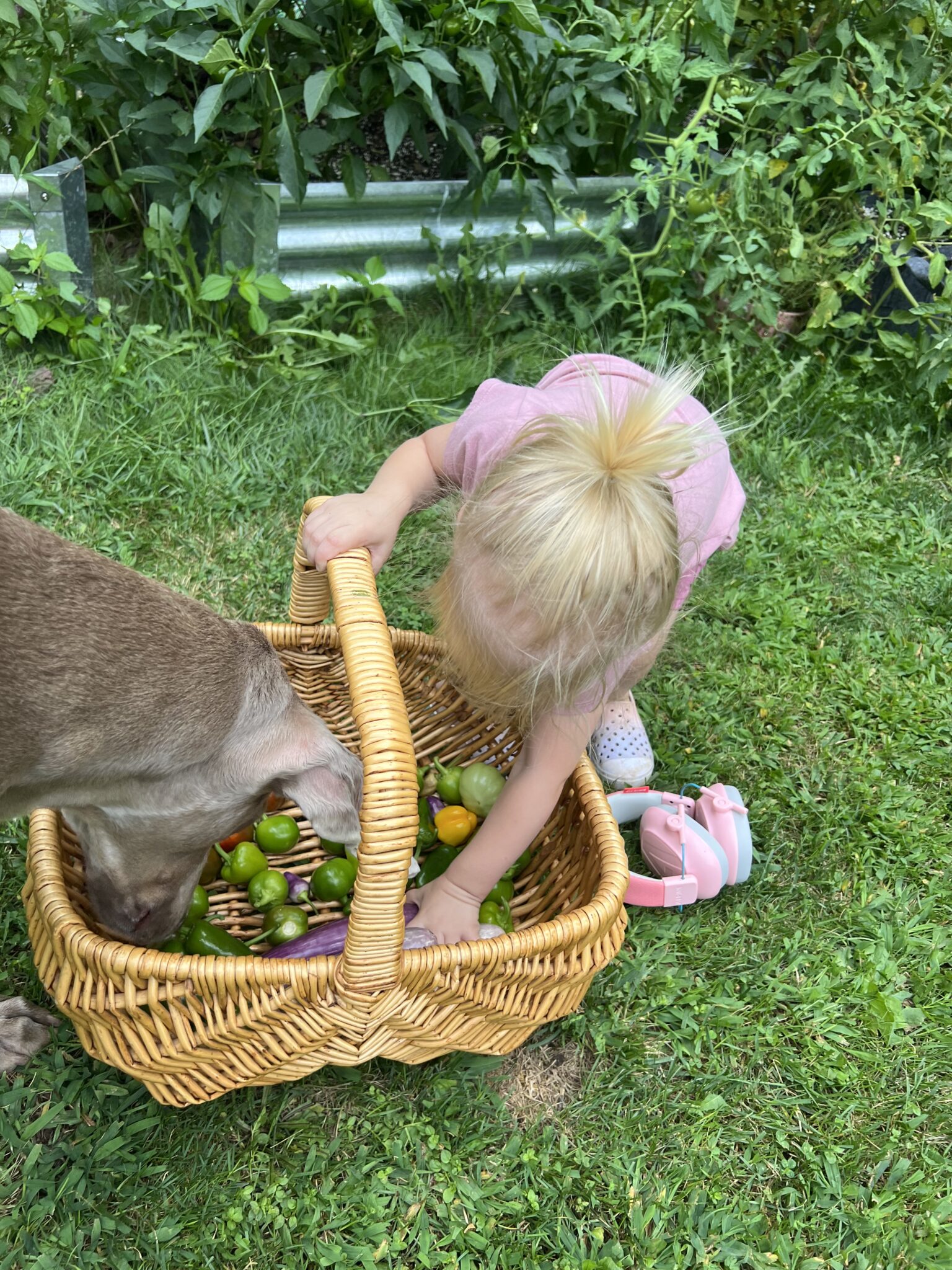 5 Simple DIY Spring Projects to Improve Your Homestead - Little Creek ...